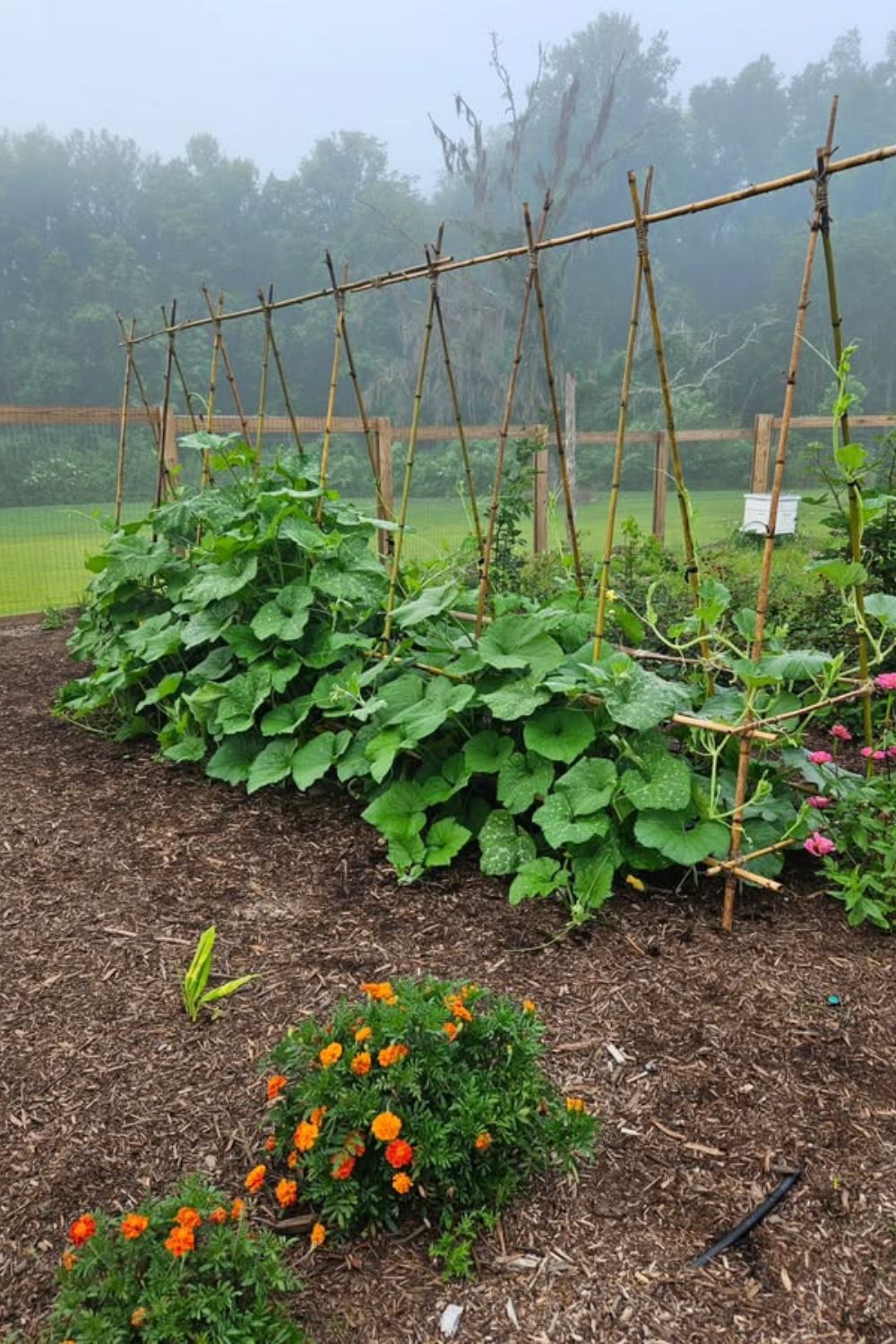15 Cucumber Trellis DIY Ideas for 2026 – Fizzy Flare