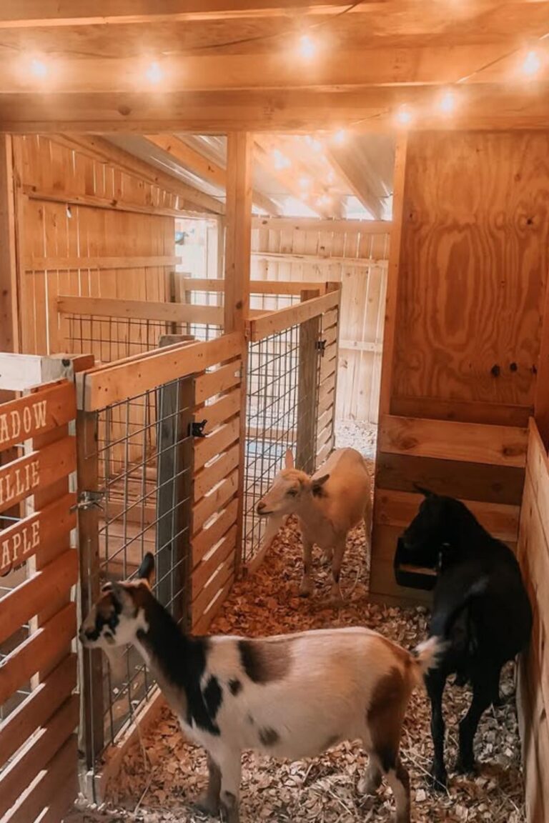 16 Goat Pen Ideas DIY For 2026 – Fizzy Flare