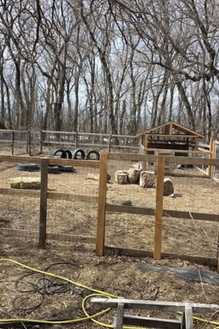 16 Goat Pen Ideas DIY for 2026 – Fizzy Flare