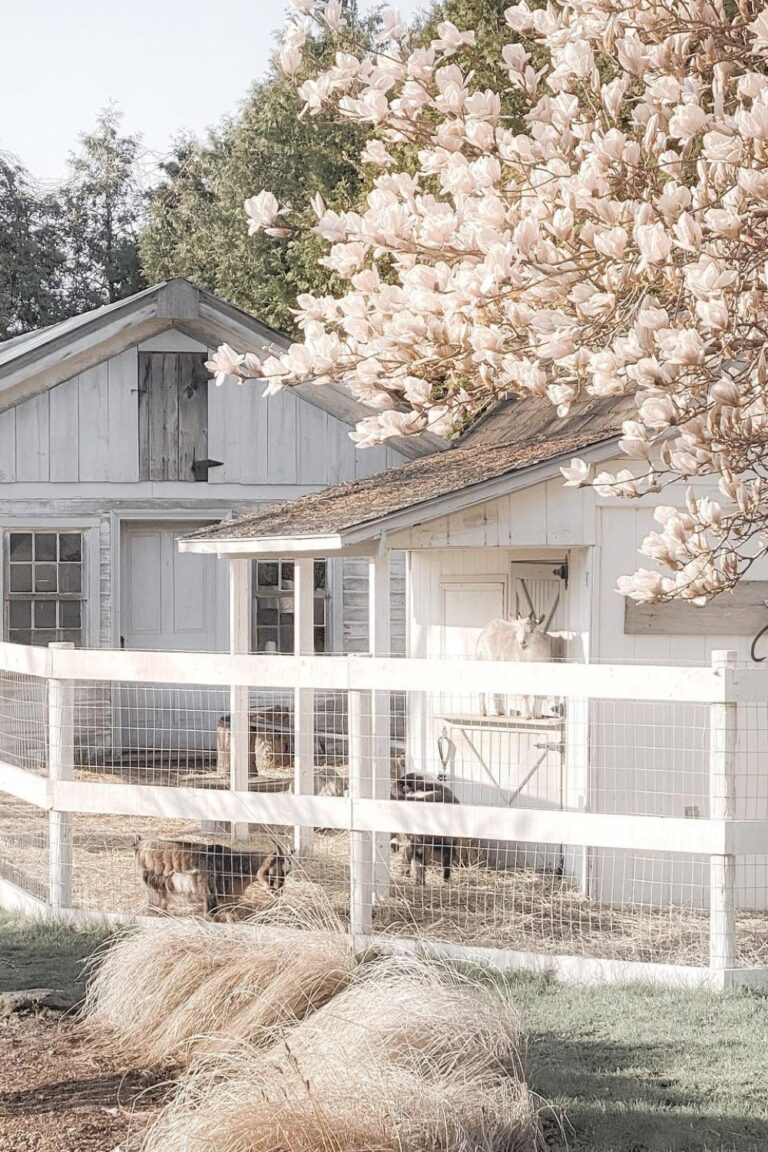 16 Goat Pen Ideas DIY for 2026 – Fizzy Flare