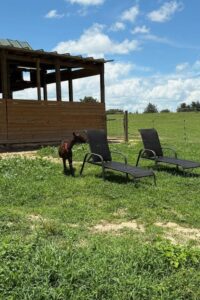 16 Goat Pen Ideas DIY for 2026 – Fizzy Flare